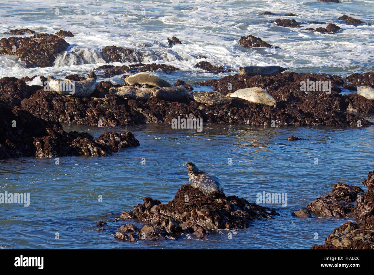 Harbor seals on rocks hi-res stock photography and images - Alamy
