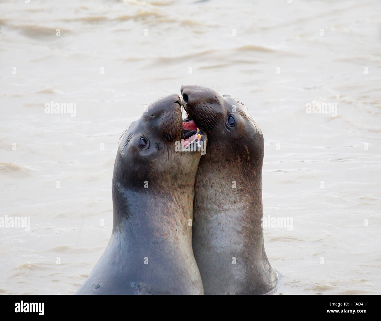 Male elephant seals hi-res stock photography and images - Alamy