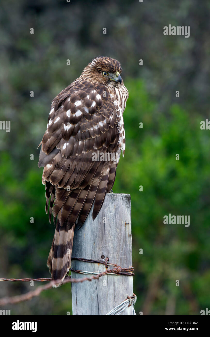 Coopers hawk perched on fence post hi-res stock photography and images ...