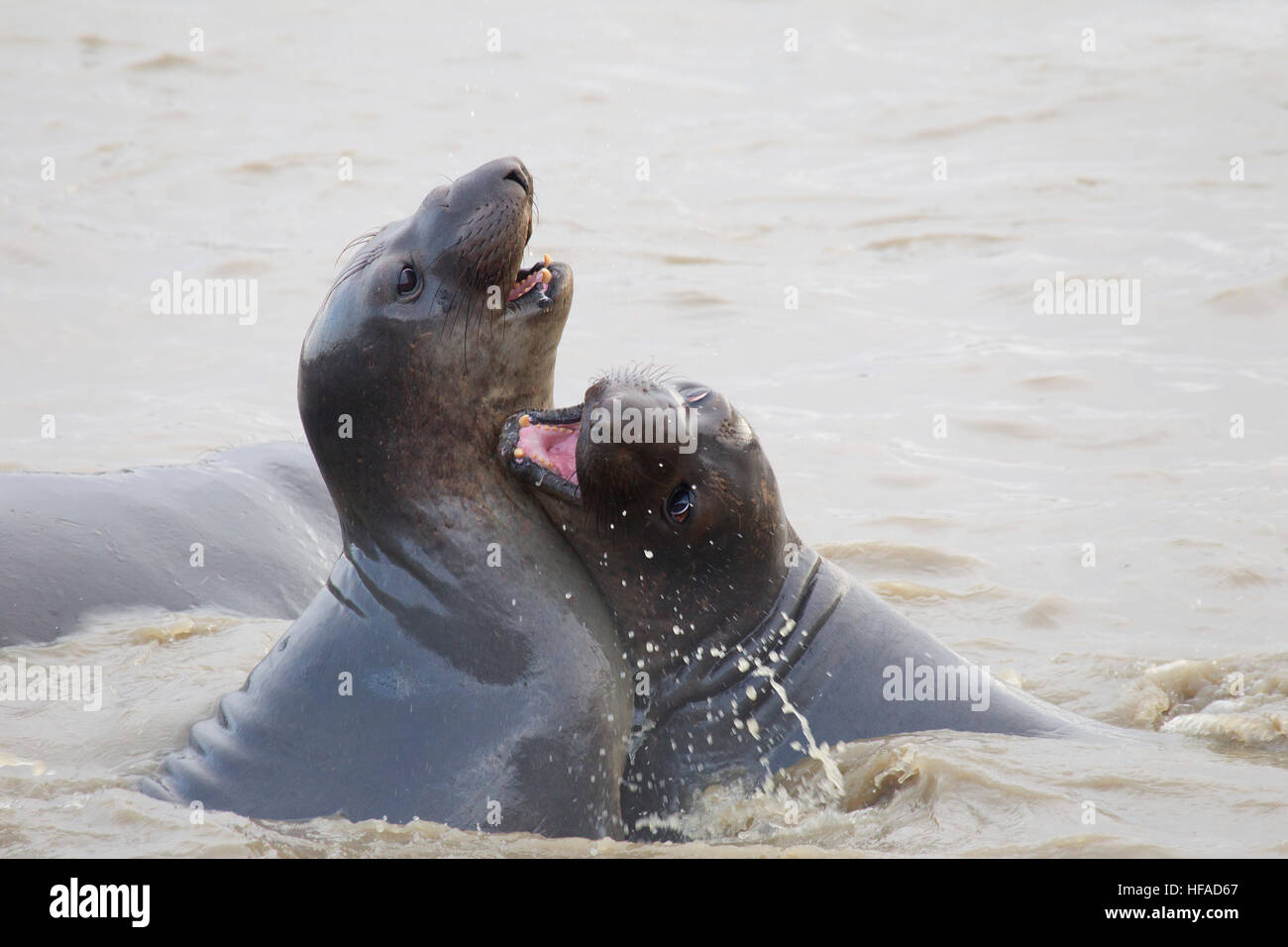 Elephant Seals High Resolution Stock Photography and Images - Alamy