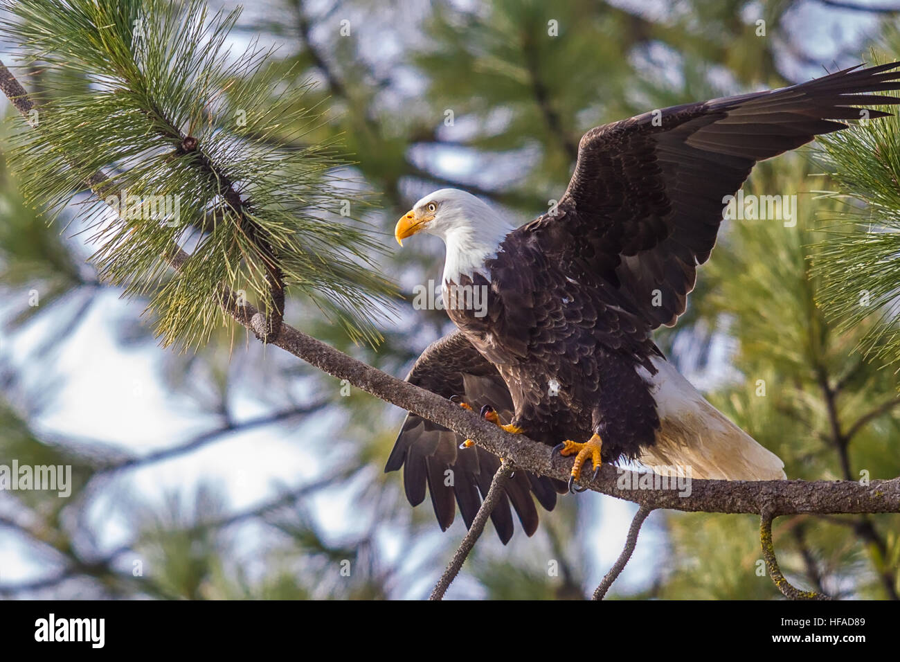 Eagle on branch spreads wings Stock Photo - Alamy