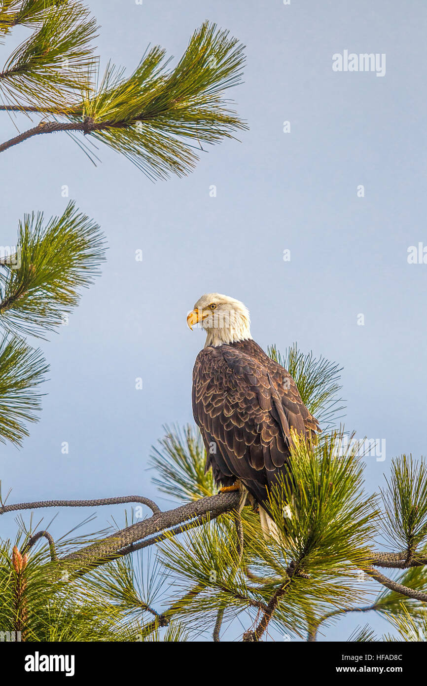 Eagle on tree hi-res stock photography and images - Alamy