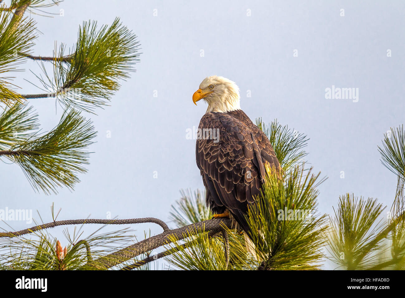 America bald eagle on branch Stock Photo - Alamy