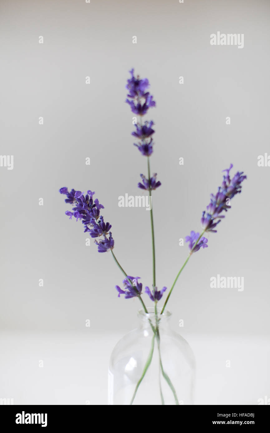 Three pieces of lavender in a glass vase Stock Photo - Alamy