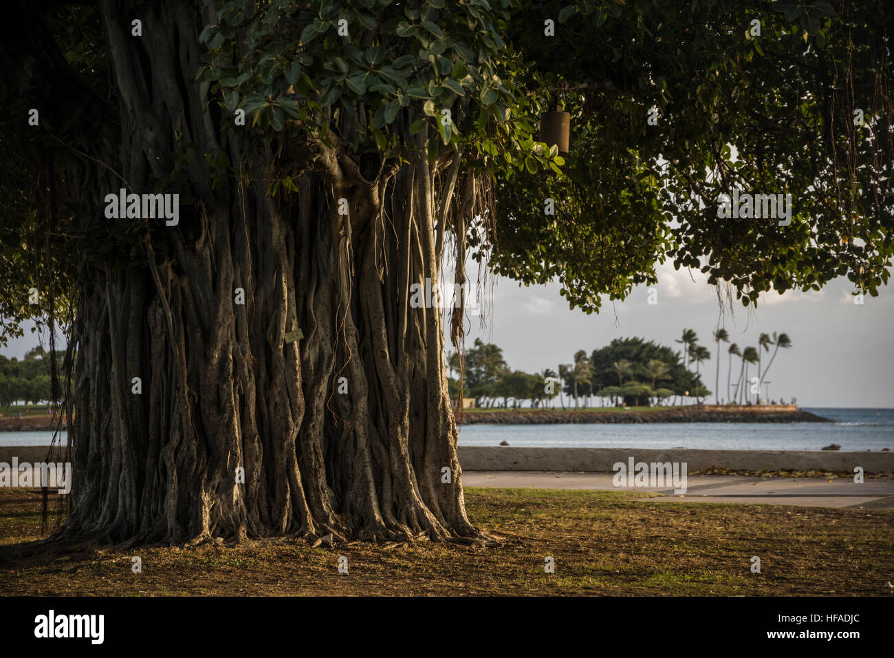 Banyan trees palm beach hi-res stock photography and images - Alamy
