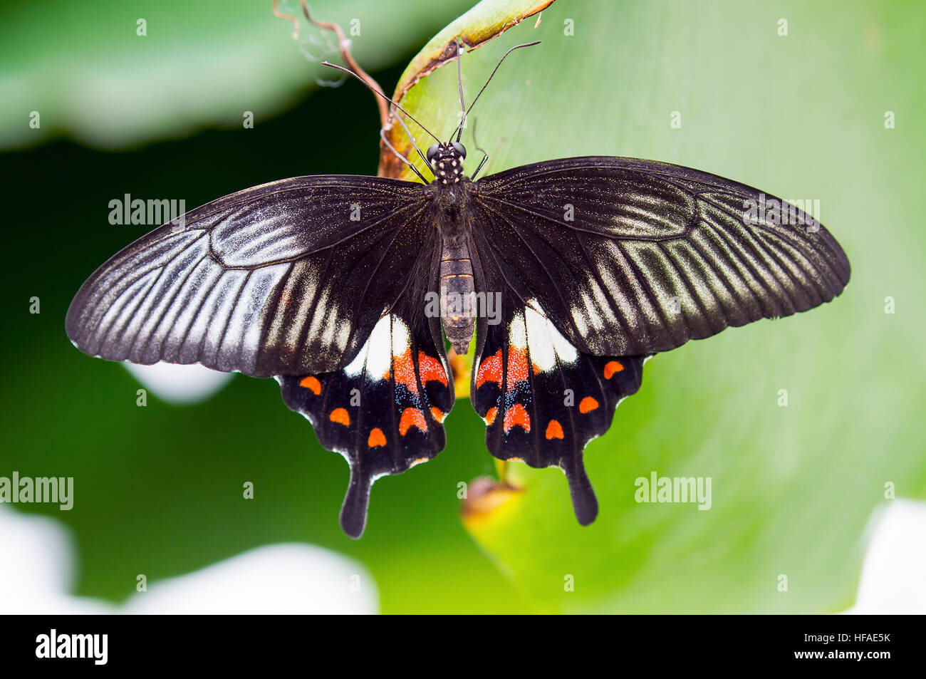 Adult species hi-res stock photography and images - Alamy