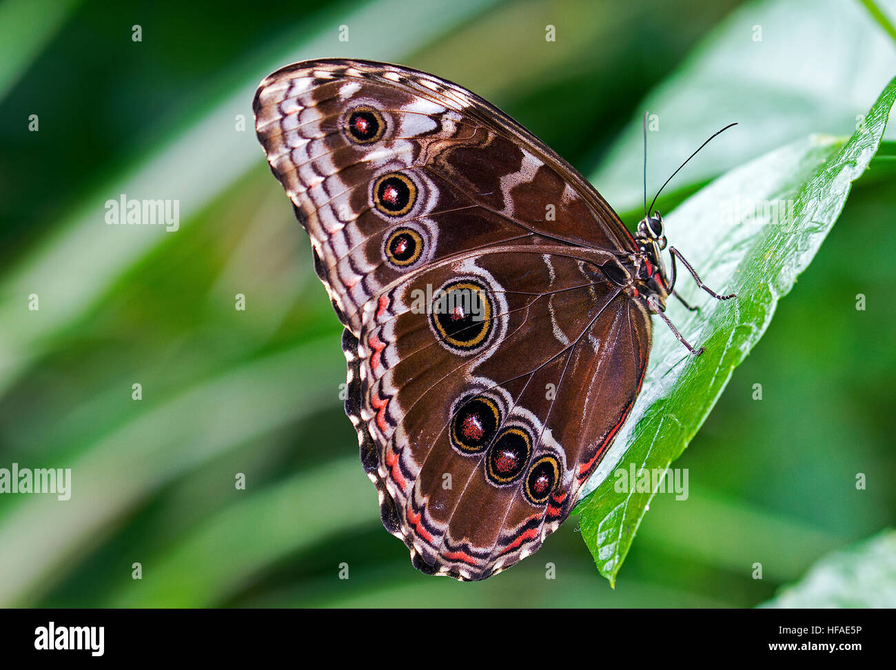 Large species of butterfly hi-res stock photography and images - Alamy