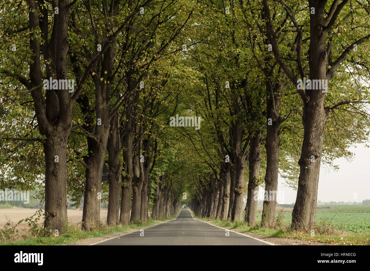 A tree lined road hi-res stock photography and images - Alamy