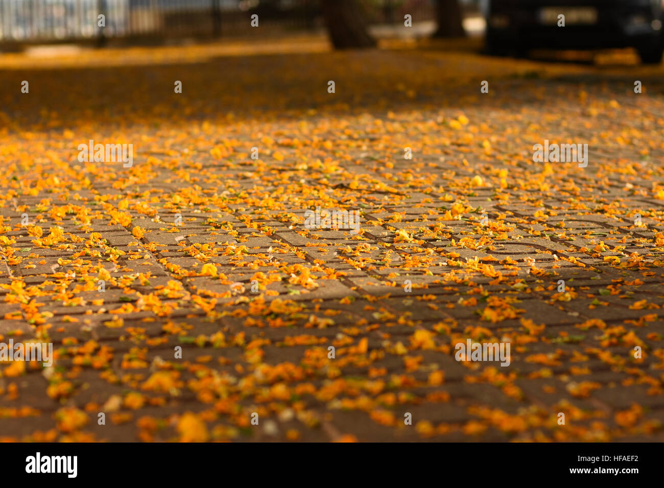 Pavement of a city walkway or park covered with colorful yellow fallen ...
