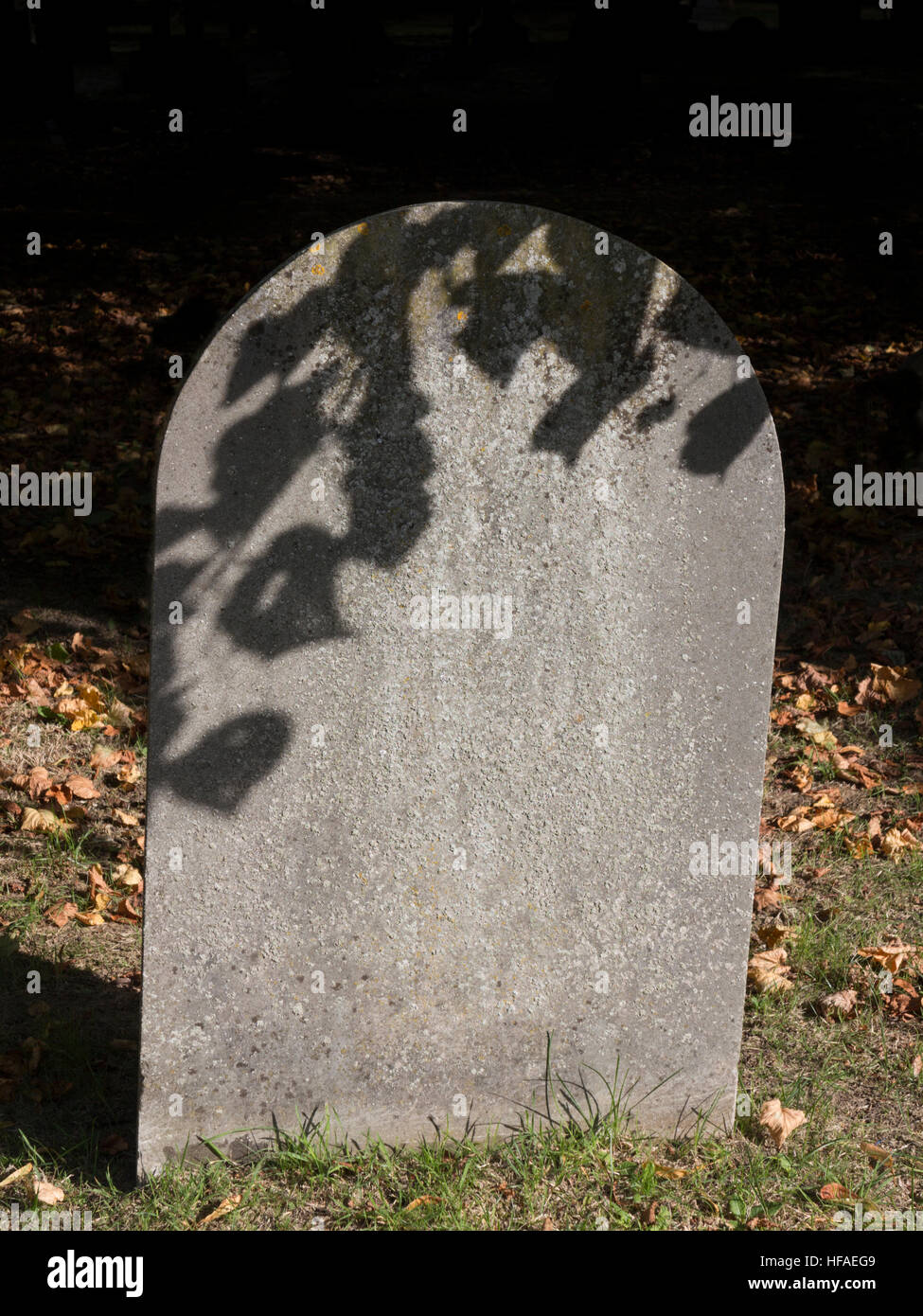 Plain headstone with rounded top with a shadow of leaves on the top ...