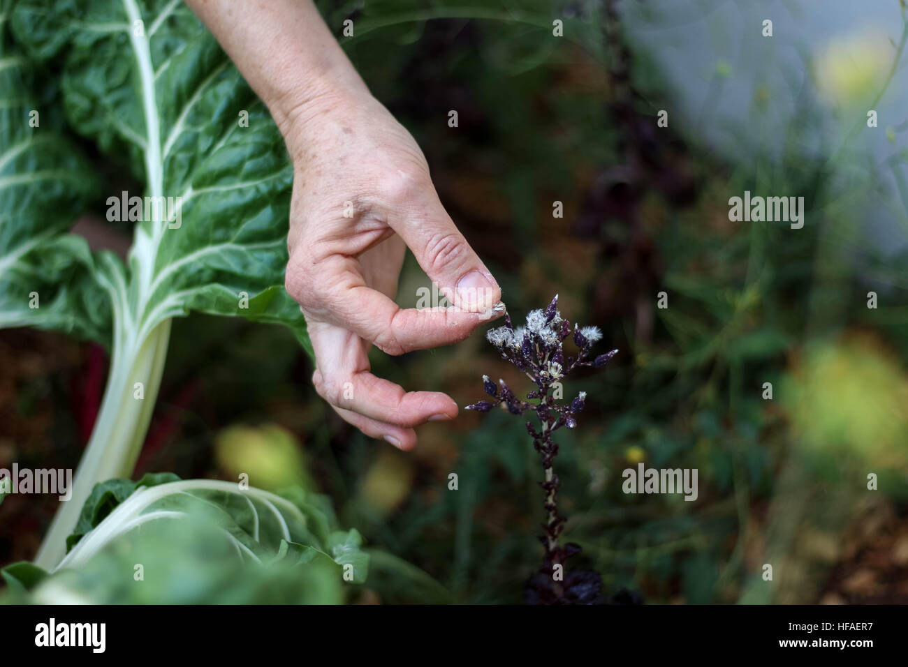 Woman picking seeds Stock Photo - Alamy
