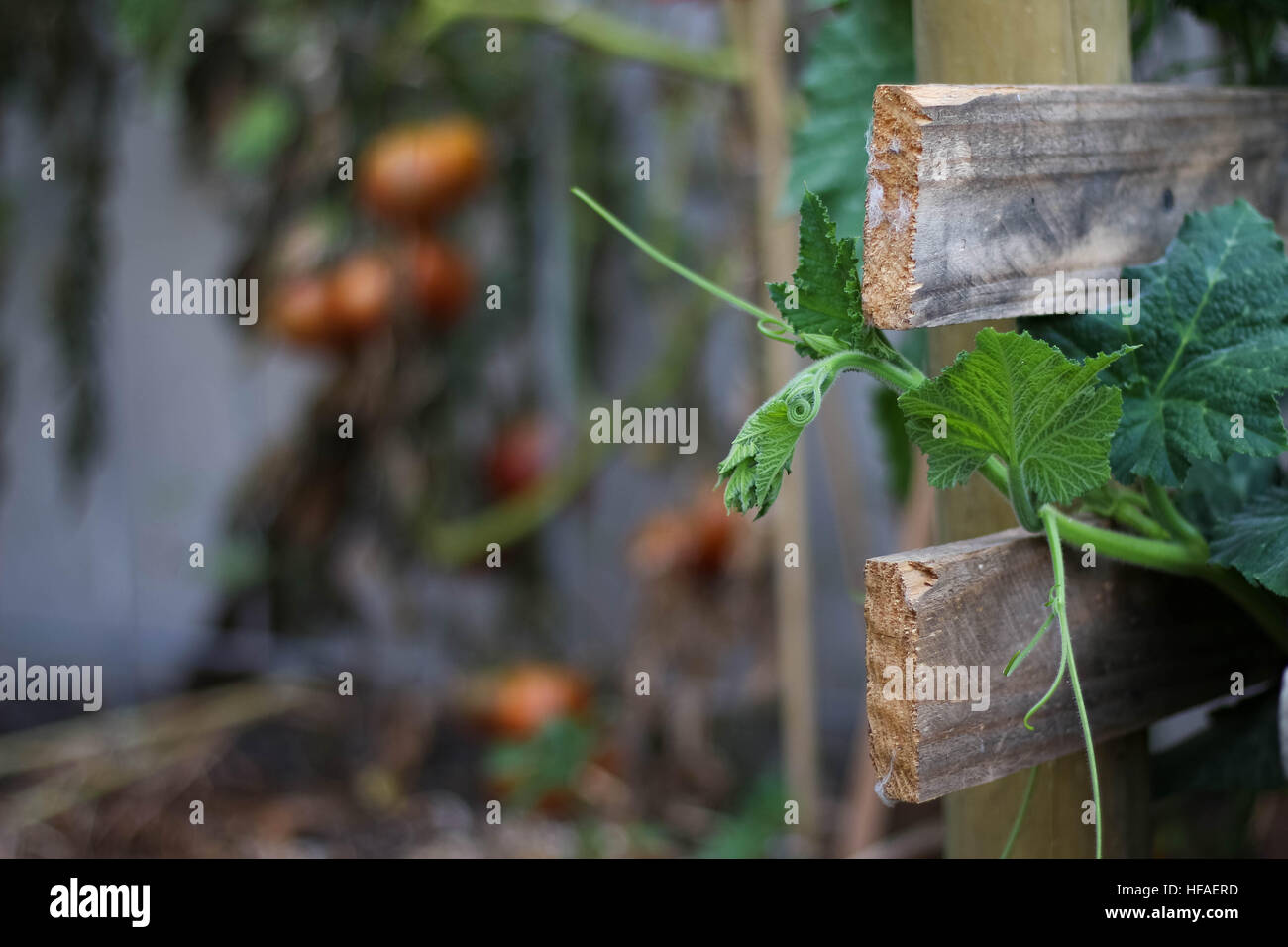 Vine creeping up wooden post Stock Photo - Alamy