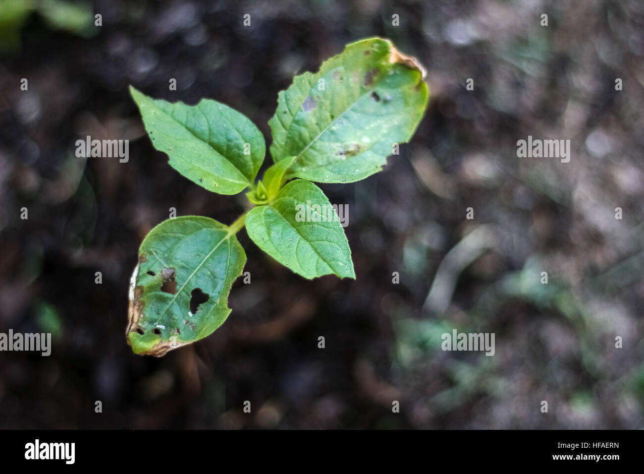 Little plant sprouting through the ground Stock Photo - Alamy