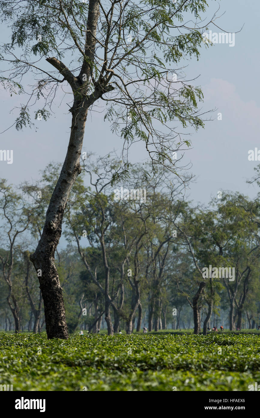 India assam tea hi-res stock photography and images - Alamy