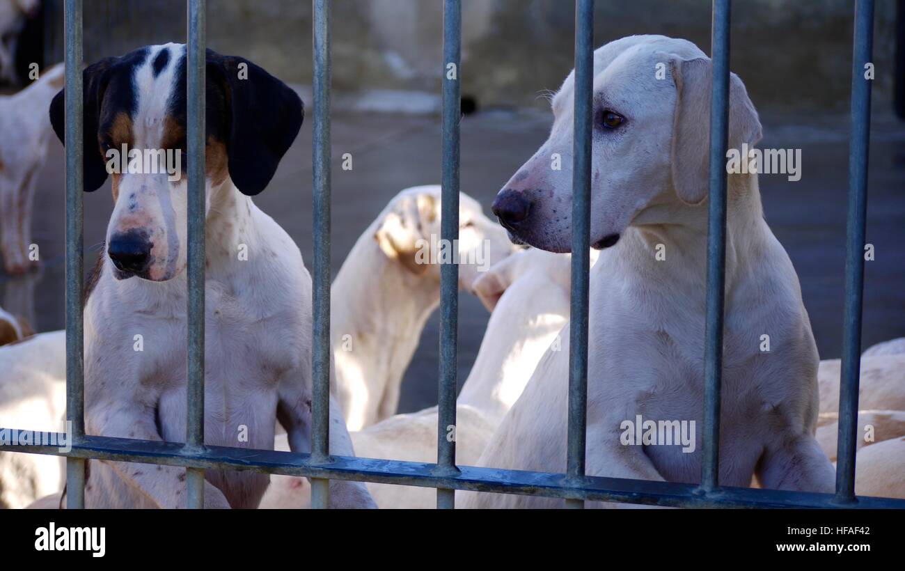 Looking through the bars Stock Photo - Alamy