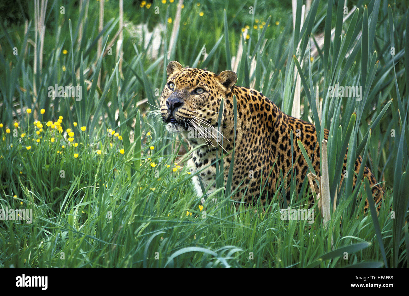 Leopard, panthera pardus Stock Photo - Alamy