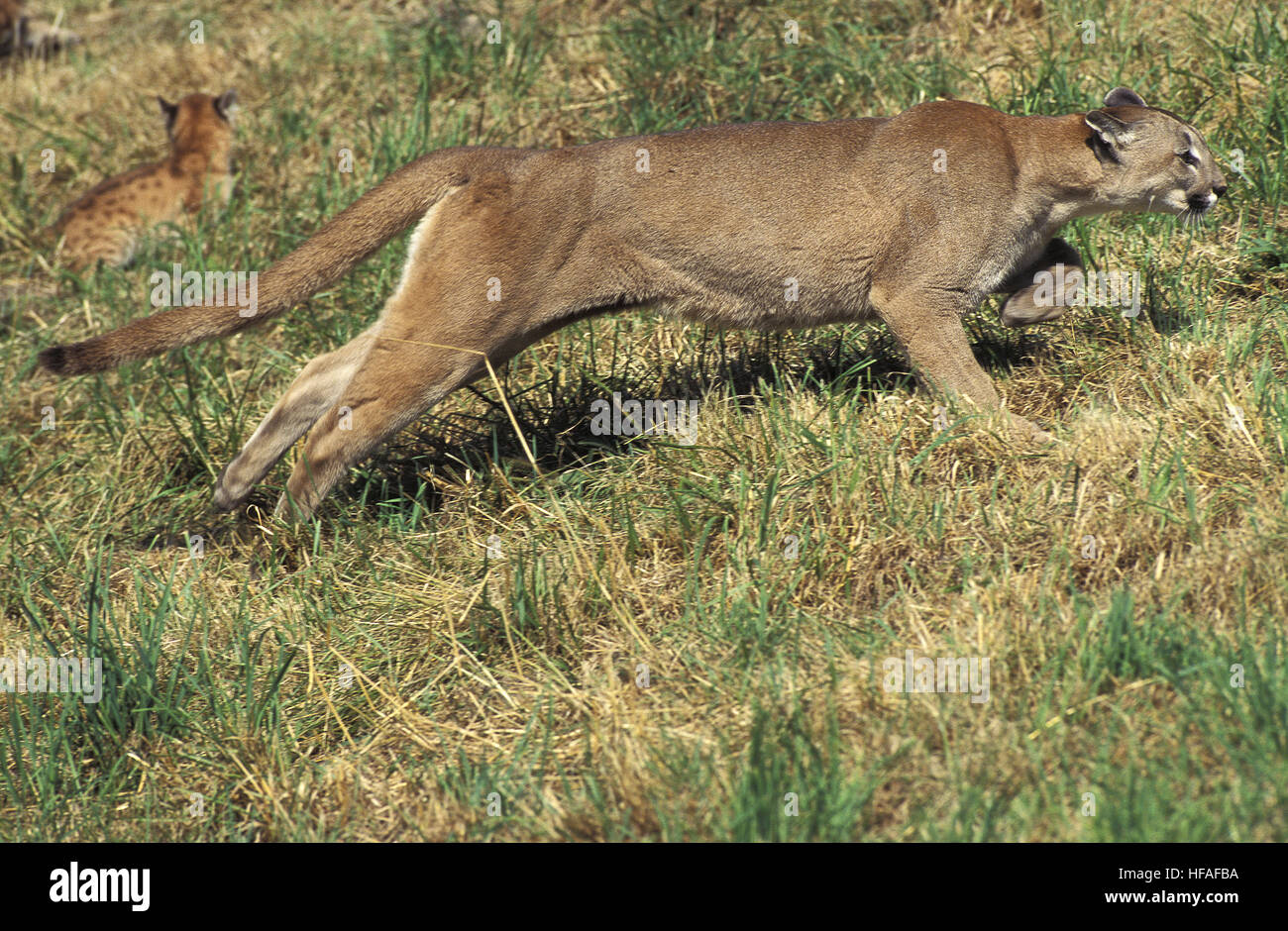 Cougar, puma concolor, Mother and Cub Stock Photo - Alamy