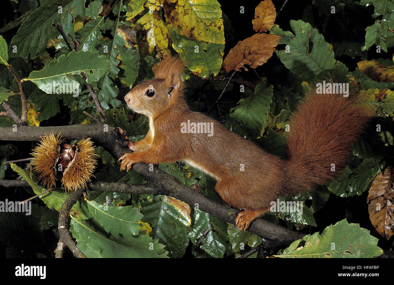 Standing red squirrel hi-res stock photography and images - Alamy