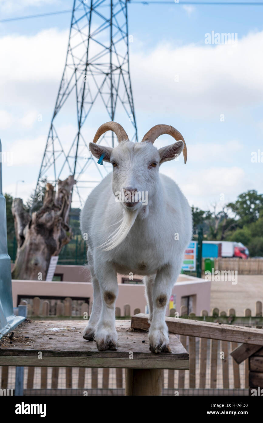 Billy Goat, pylon, blue sky, clouds, white, horns, beard, knees, nose ...