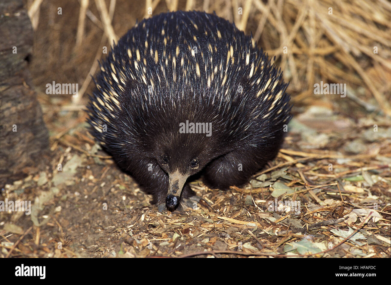 Short Beaked Echidna, tachyglossus aculeatus, Australia Stock Photo - Alamy