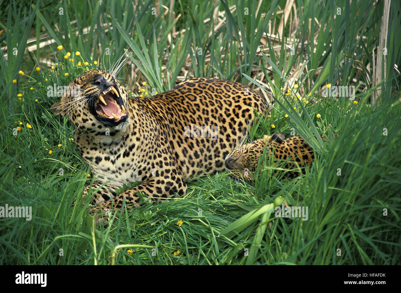 African leopard panthera pardus snarling hi-res stock photography and ...