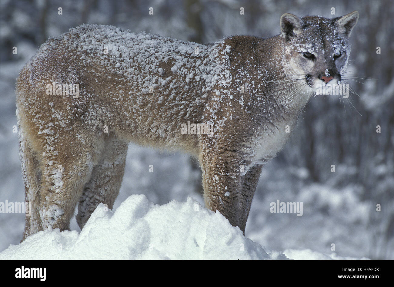 Cougar, puma concolor, Adult standing on Snow, Montana Stock Photo - Alamy