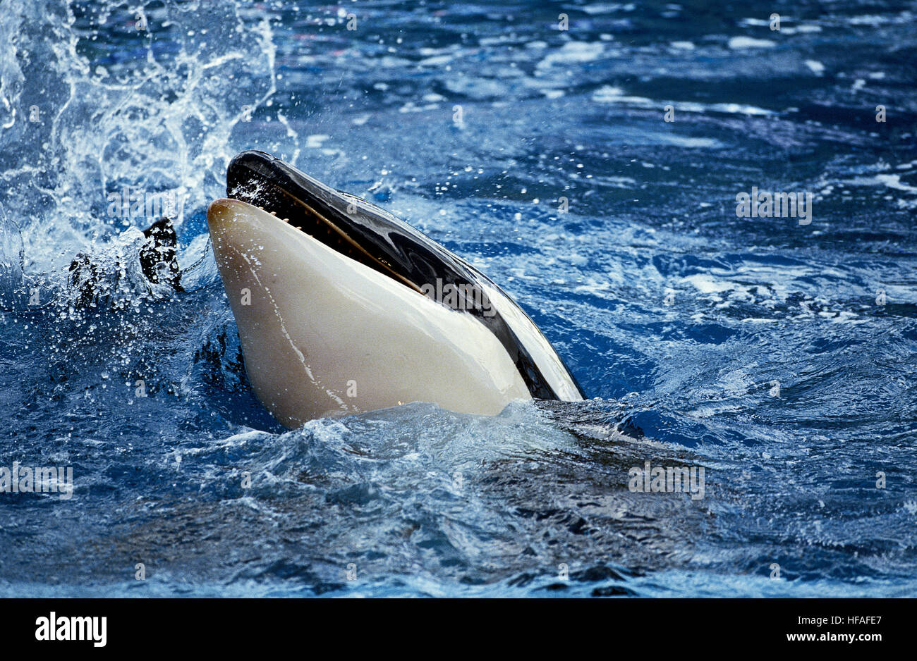 Killer Whale, orcinus orca, Head of Adult emerging from Water Stock ...