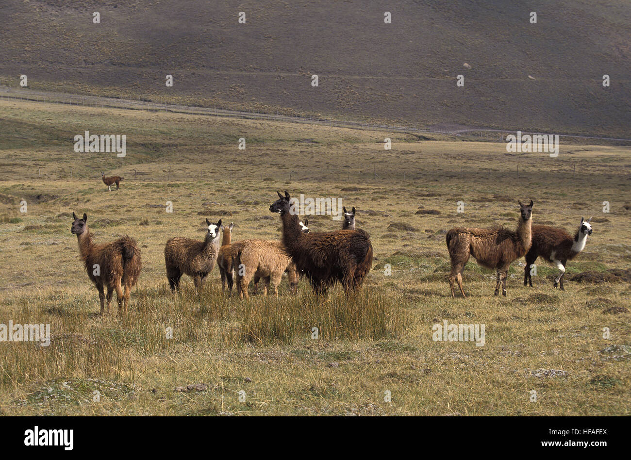 Adult in pampa hi-res stock photography and images - Alamy
