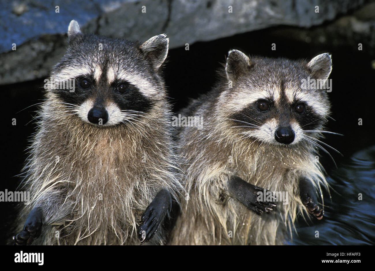 Two raccoon hi-res stock photography and images - Alamy
