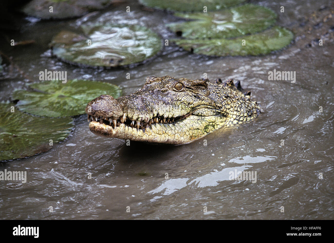 Australian Saltwater Crocodile or Estuarine Crocodile, crocodylus porosus, Australia Stock Photo ...