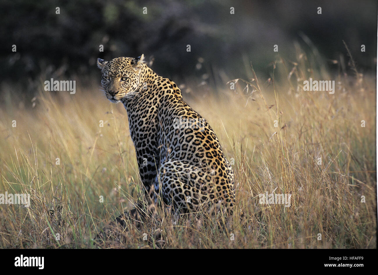 African leopard female hi-res stock photography and images - Alamy