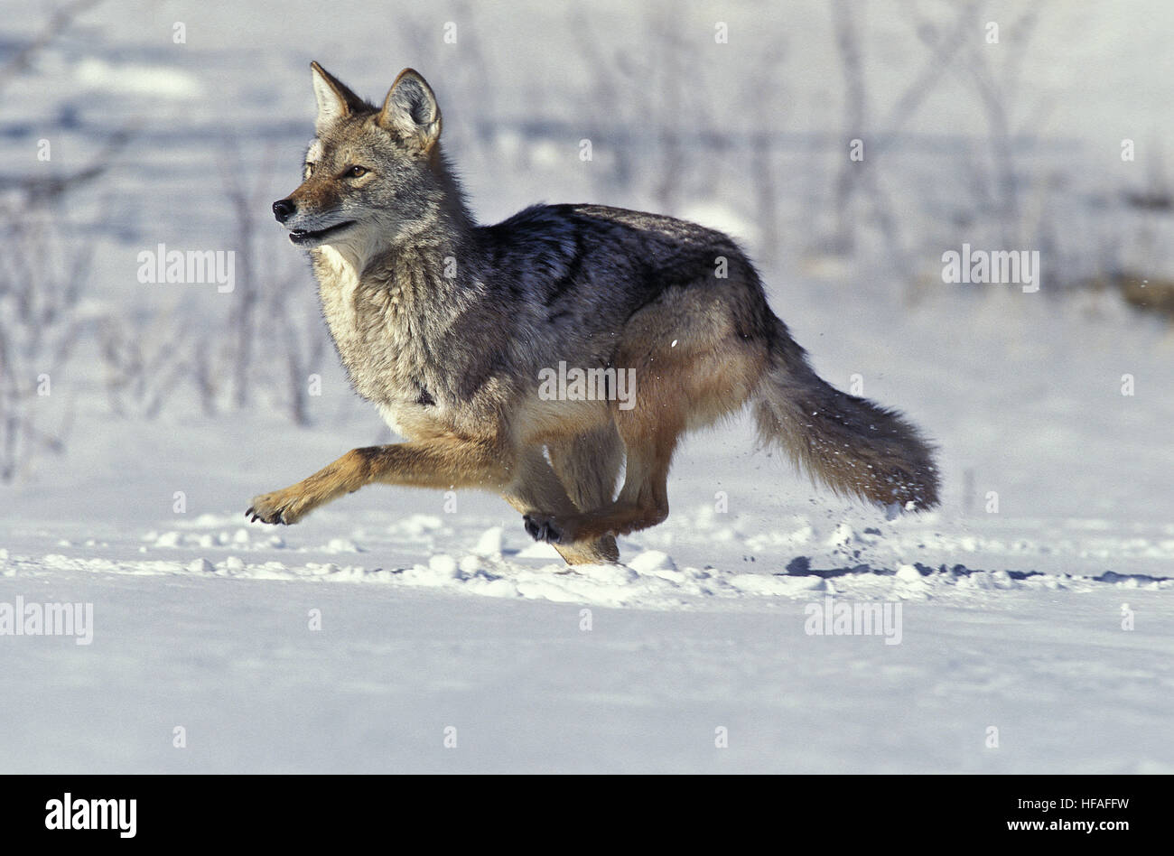 Coyote Running High Resolution Stock Photography and Images - Alamy
