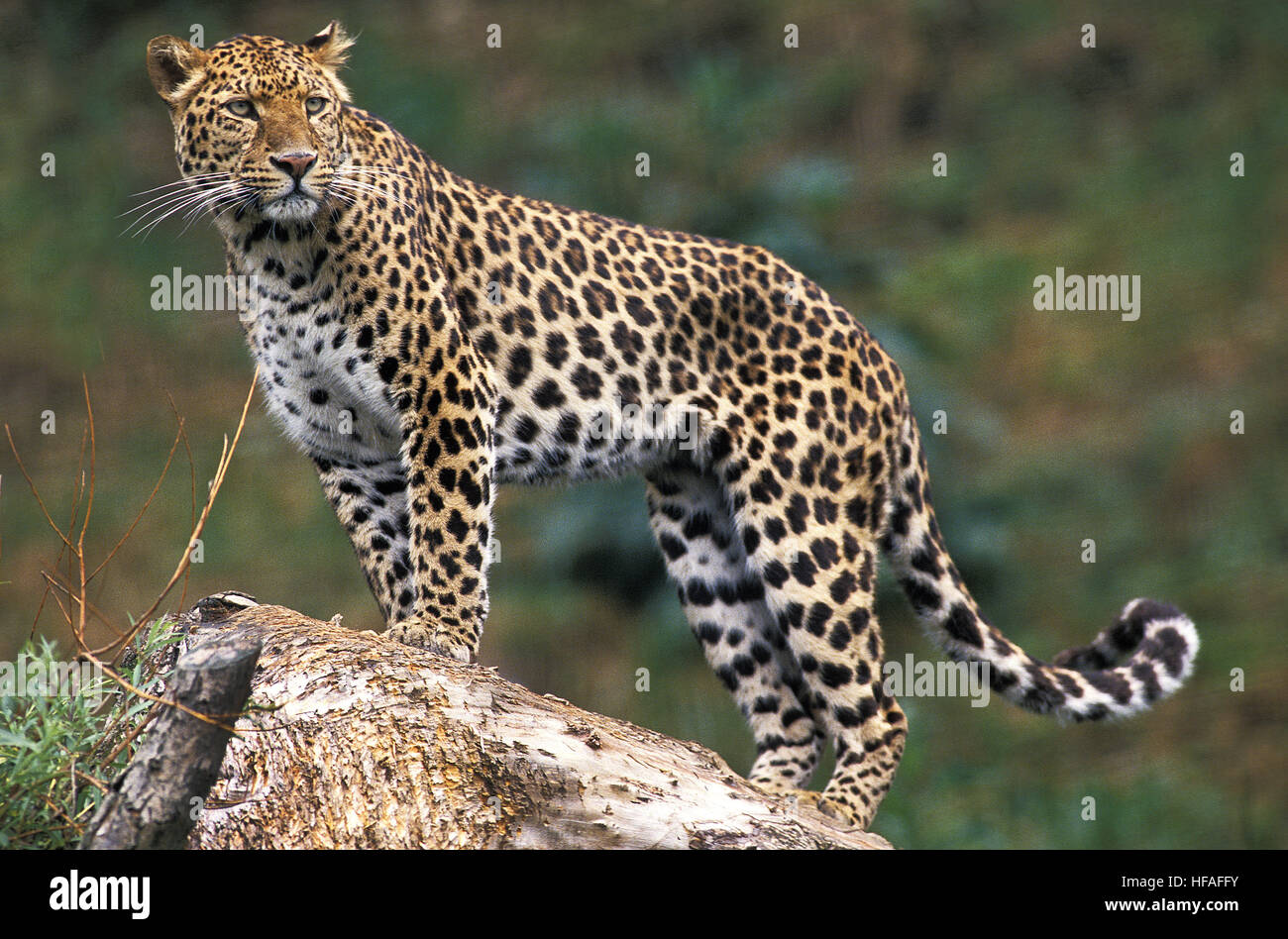 Leopard standing up hi-res stock photography and images - Alamy
