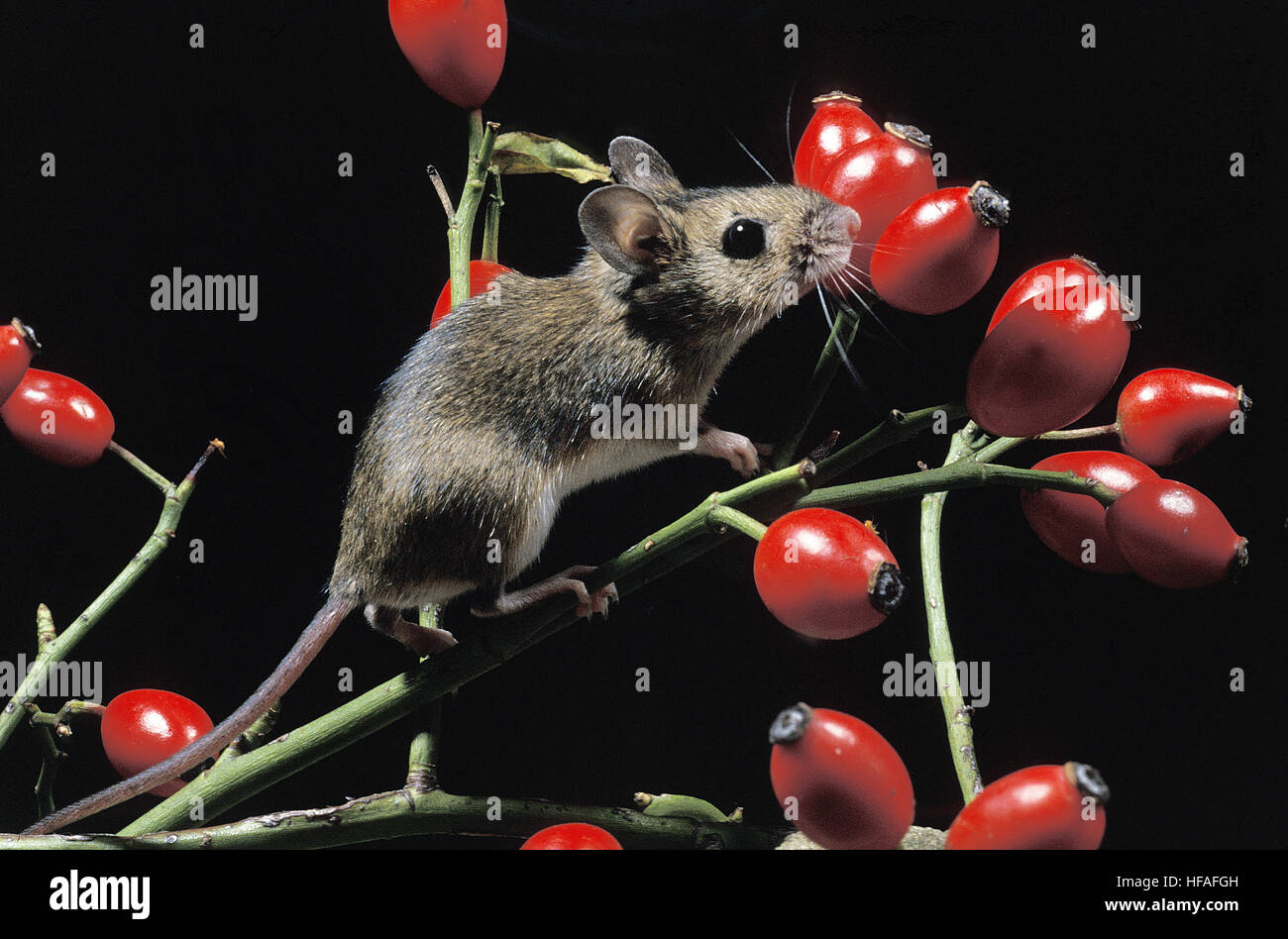 Adult mouse hi-res stock photography and images - Alamy