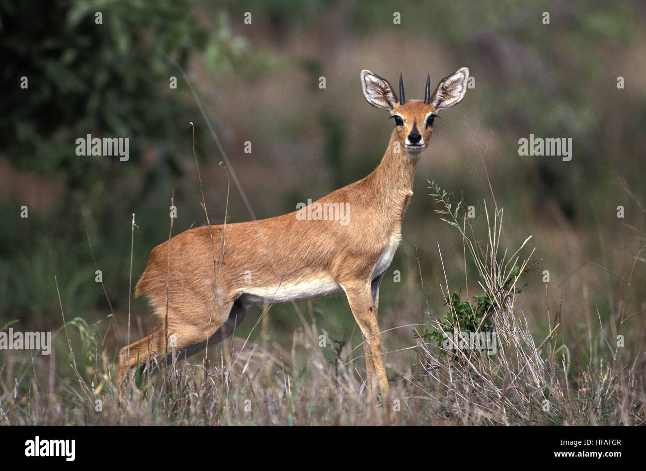 Vintage Steenbok