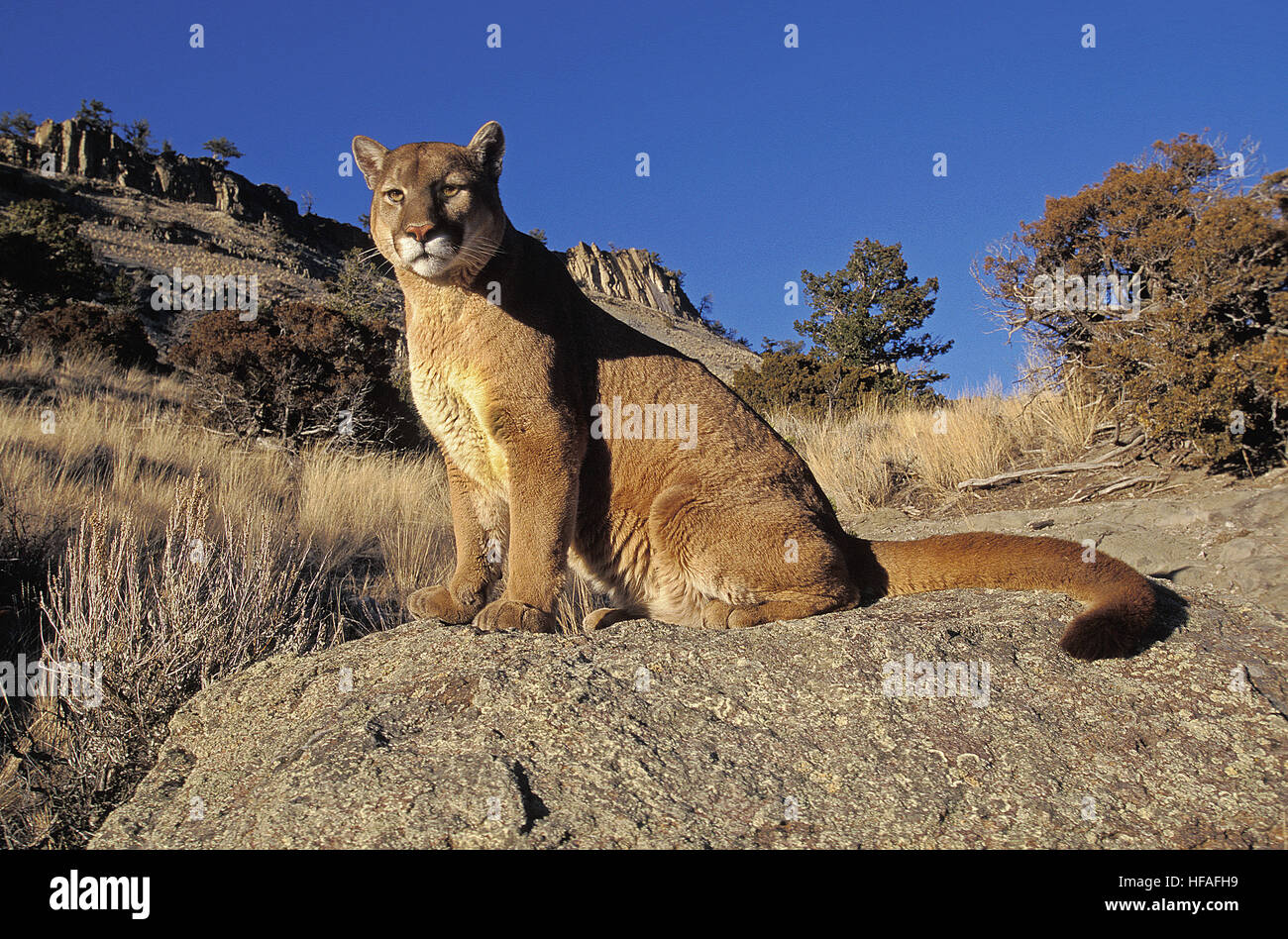 Puma Profile High Resolution Stock Photography and Images - Alamy