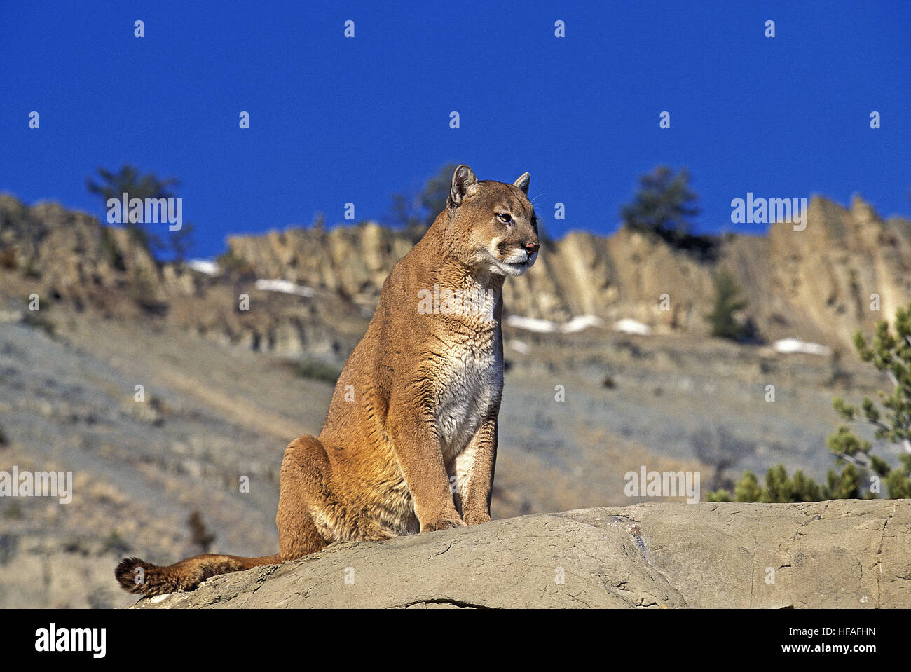 Cougar, puma concolor, Adult standing on Rocks Stock Photo - Alamy