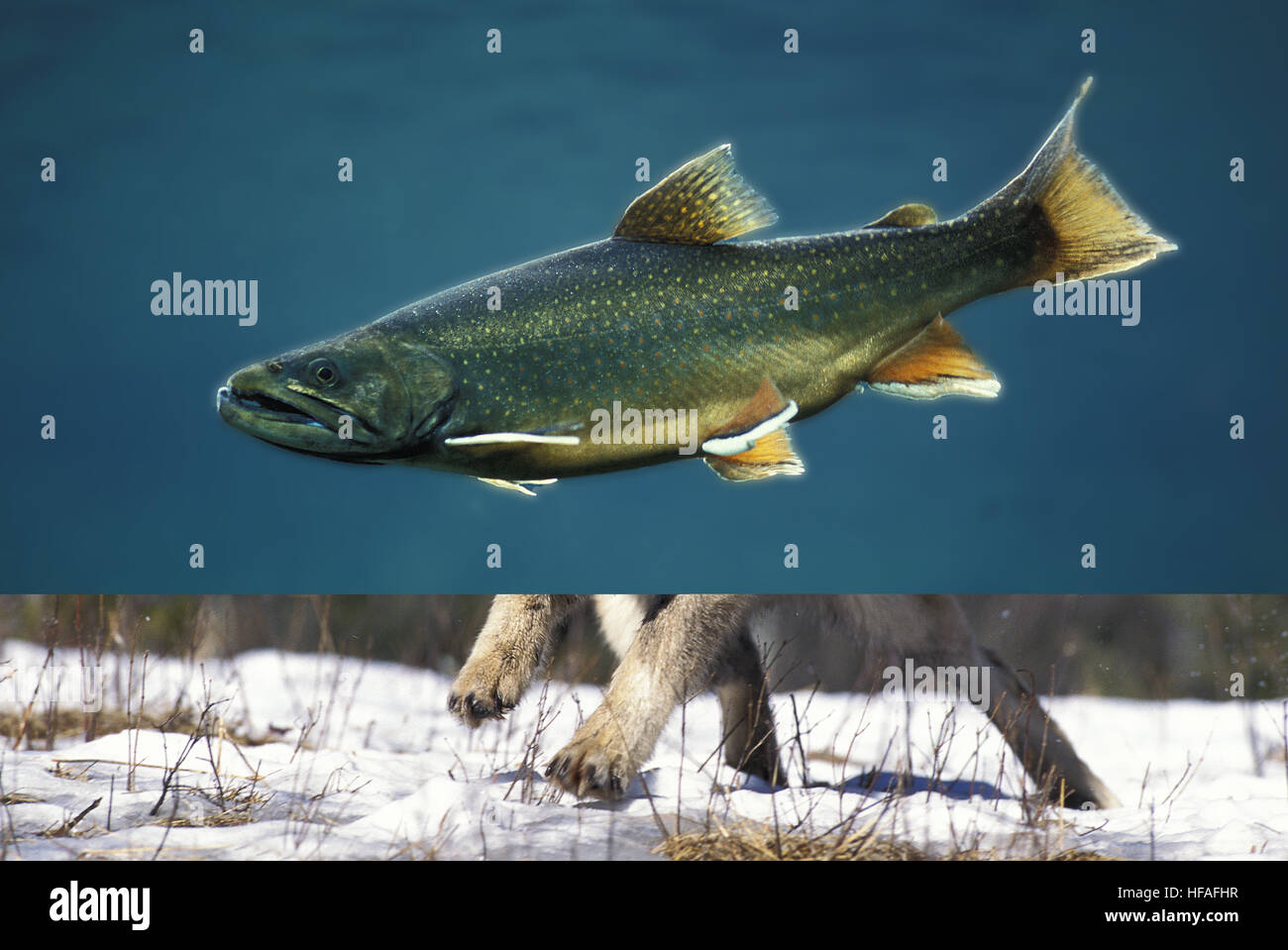 Brook trout hi-res stock photography and images - Alamy