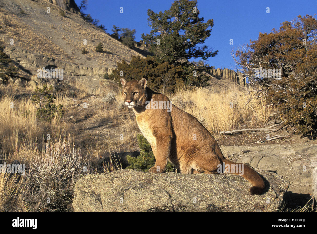 Puma profile hi-res stock photography and images - Alamy