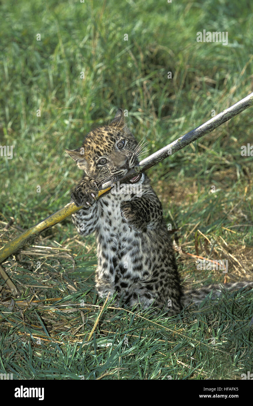 African leopard cub hi-res stock photography and images - Alamy