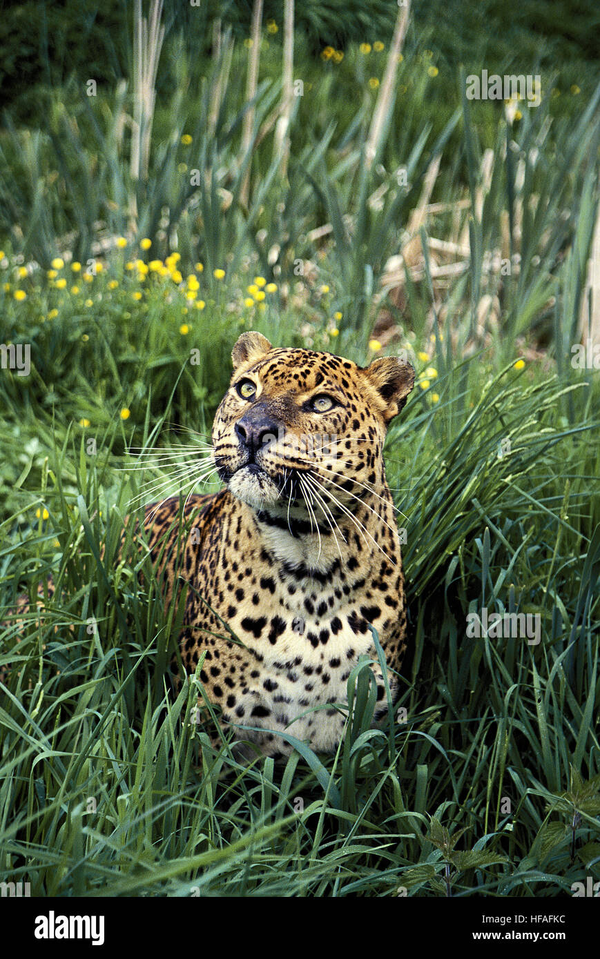 Panthera pardus panthera hi-res stock photography and images - Alamy