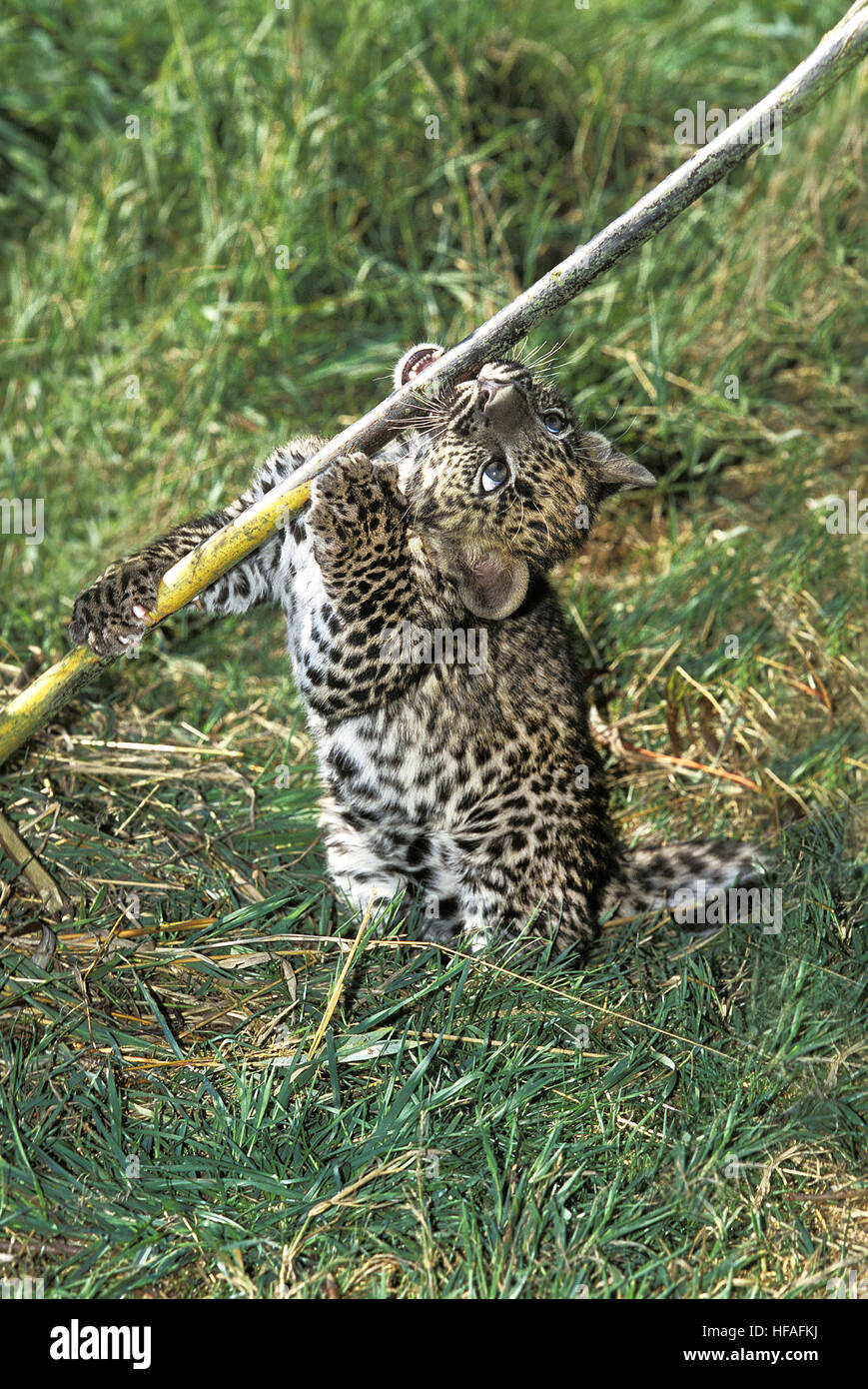 African leopard cub playing hi-res stock photography and images - Alamy
