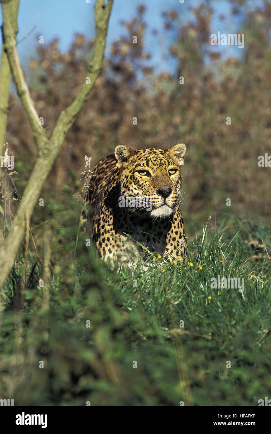 Panthera pardus hi-res stock photography and images - Alamy