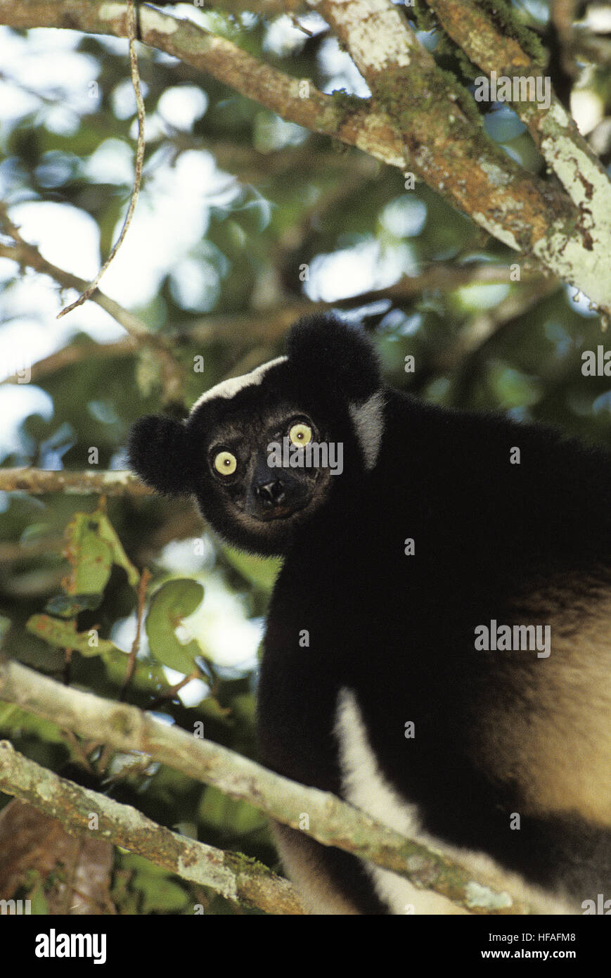 Indri, indri indri, Adult standing in Tree, Madagascar Stock Photo - Alamy
