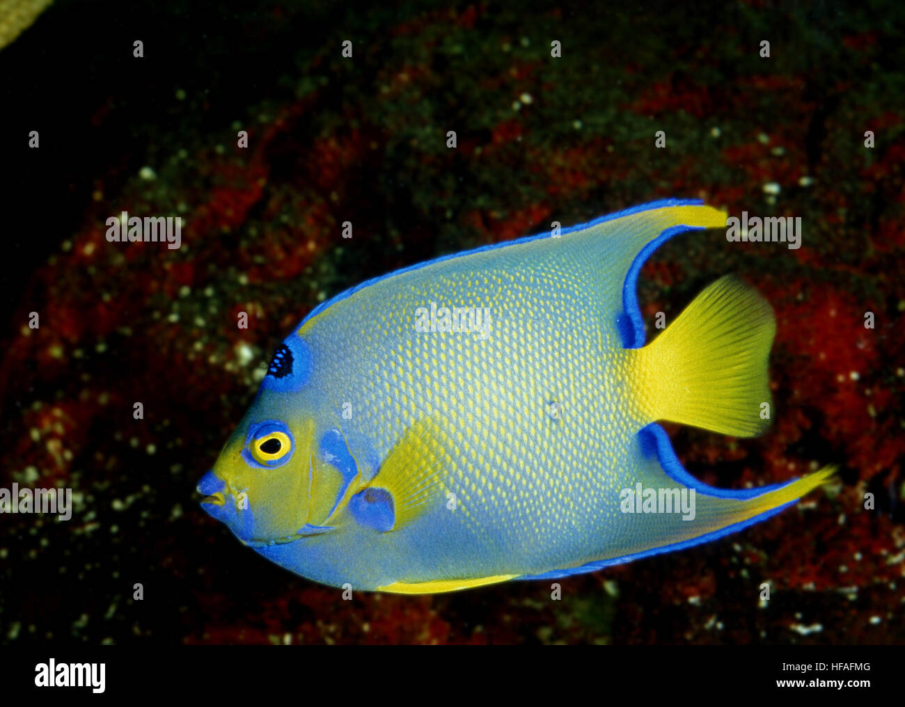 Queen Angelfish, holacanthus ciliaris Stock Photo - Alamy