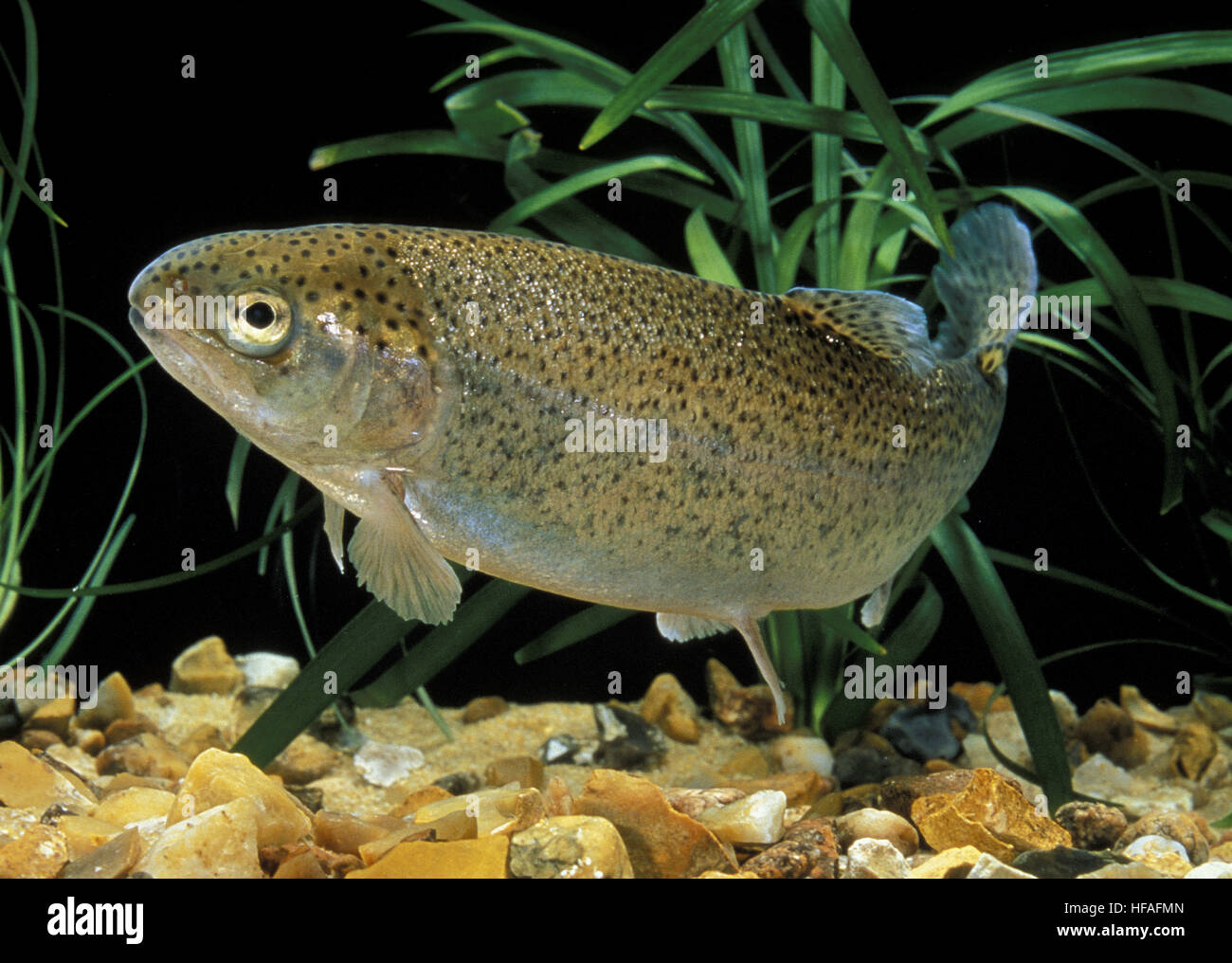 Salmo Gairdneri High Resolution Stock Photography and Images - Alamy