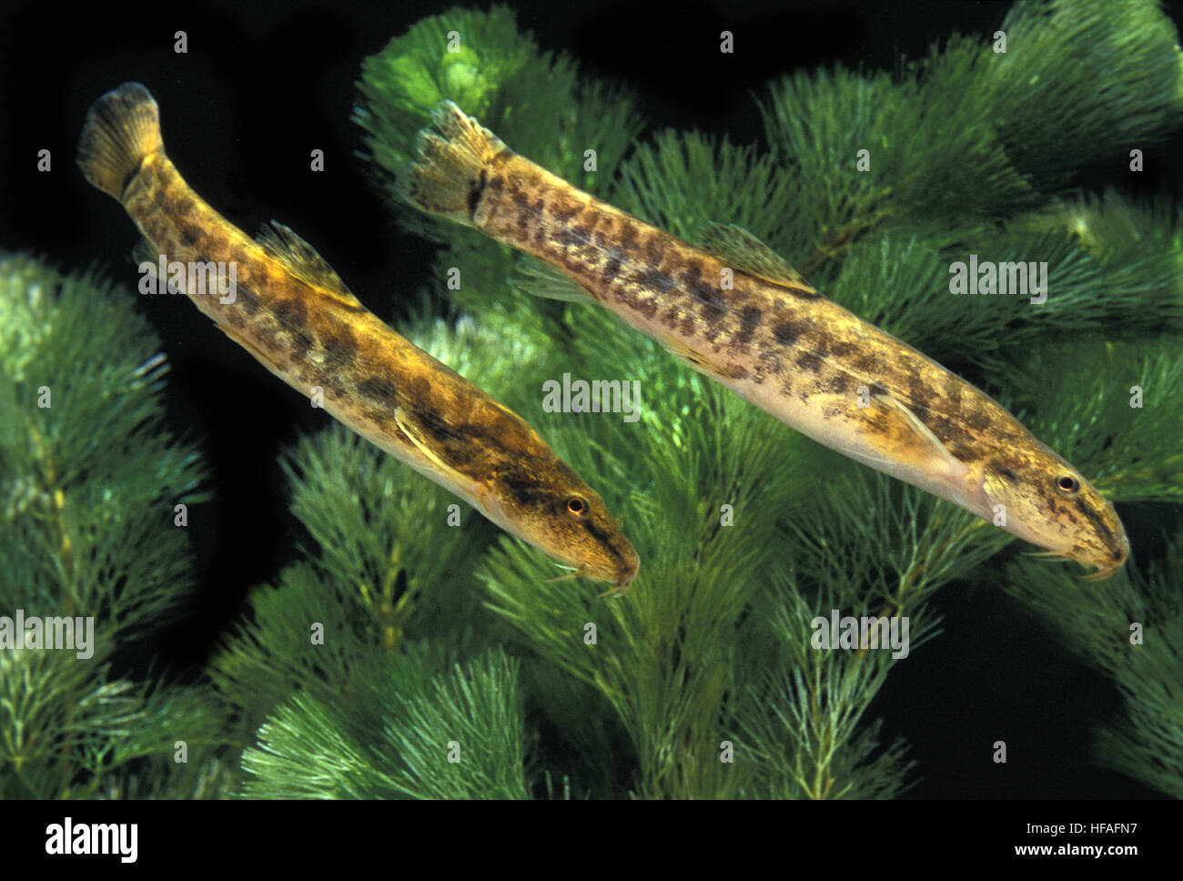 Spined Loach, cobitis taenia Stock Photo - Alamy