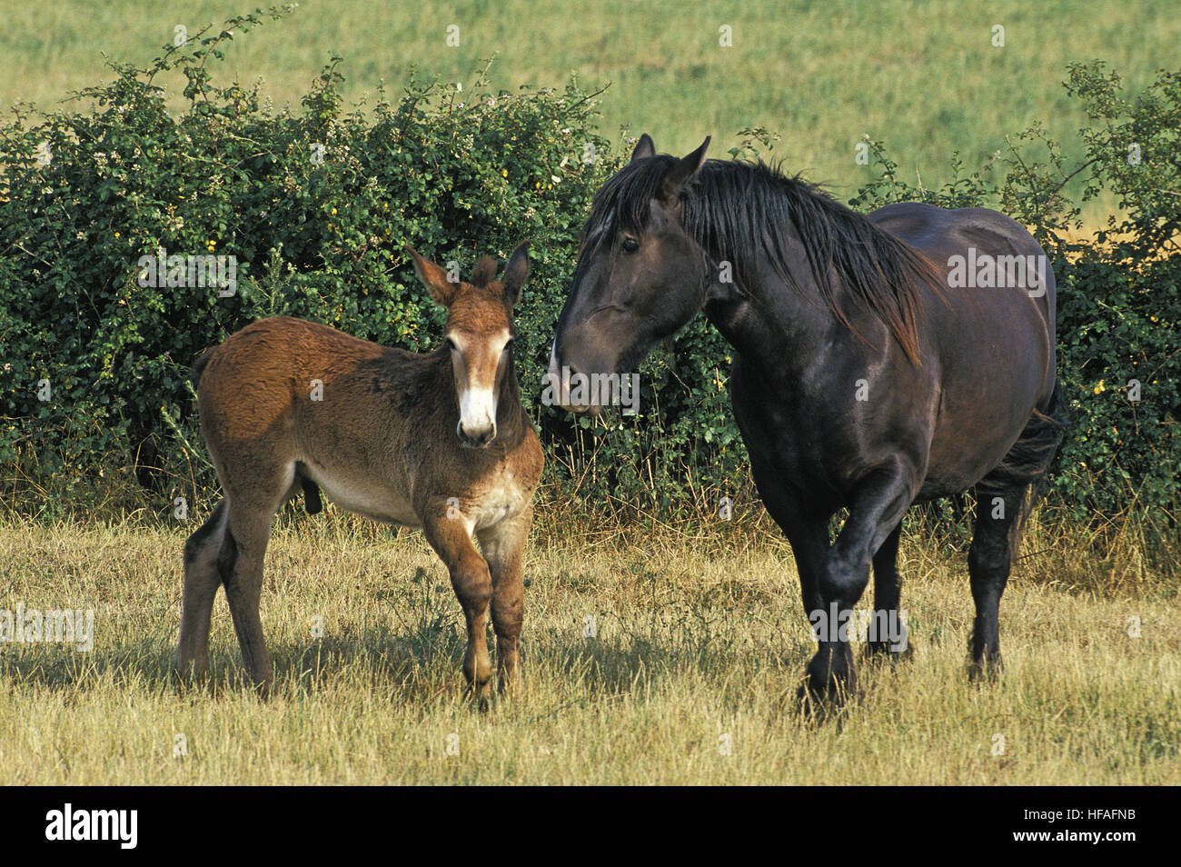 Mule Foal