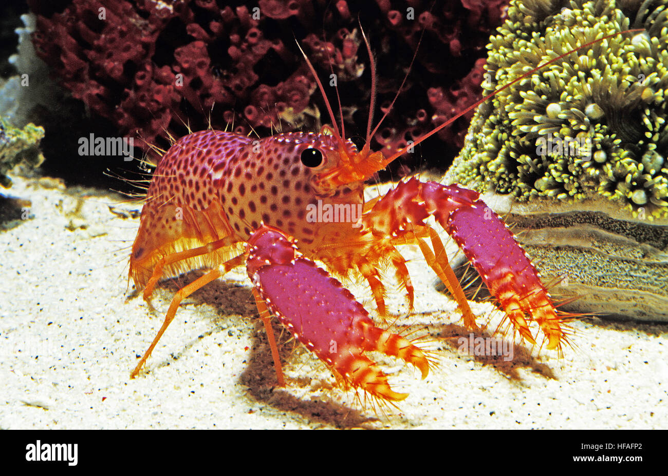 Face of crayfish hi-res stock photography and images - Alamy
