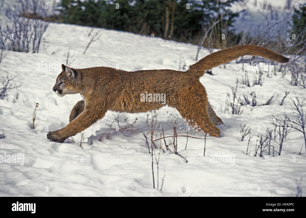 Cougar running hi-res stock photography and images - Alamy